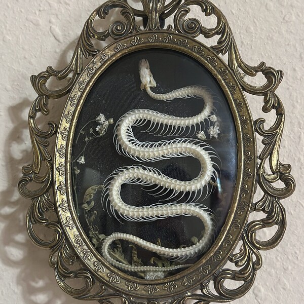 Snake Skeleton - Etsy