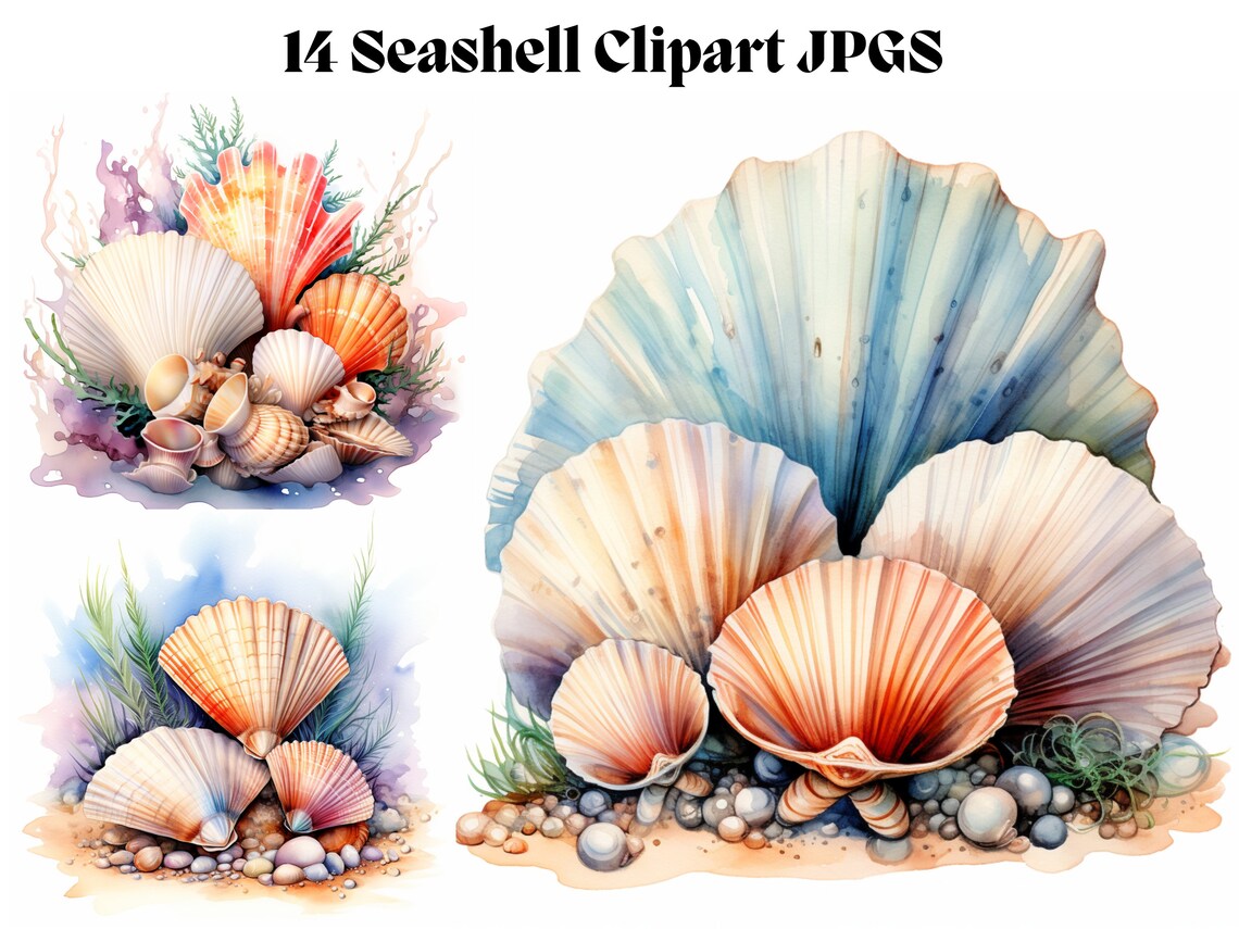 Watercolor Seashell Clipart 14 High Quality Jpgs Journal Book ...