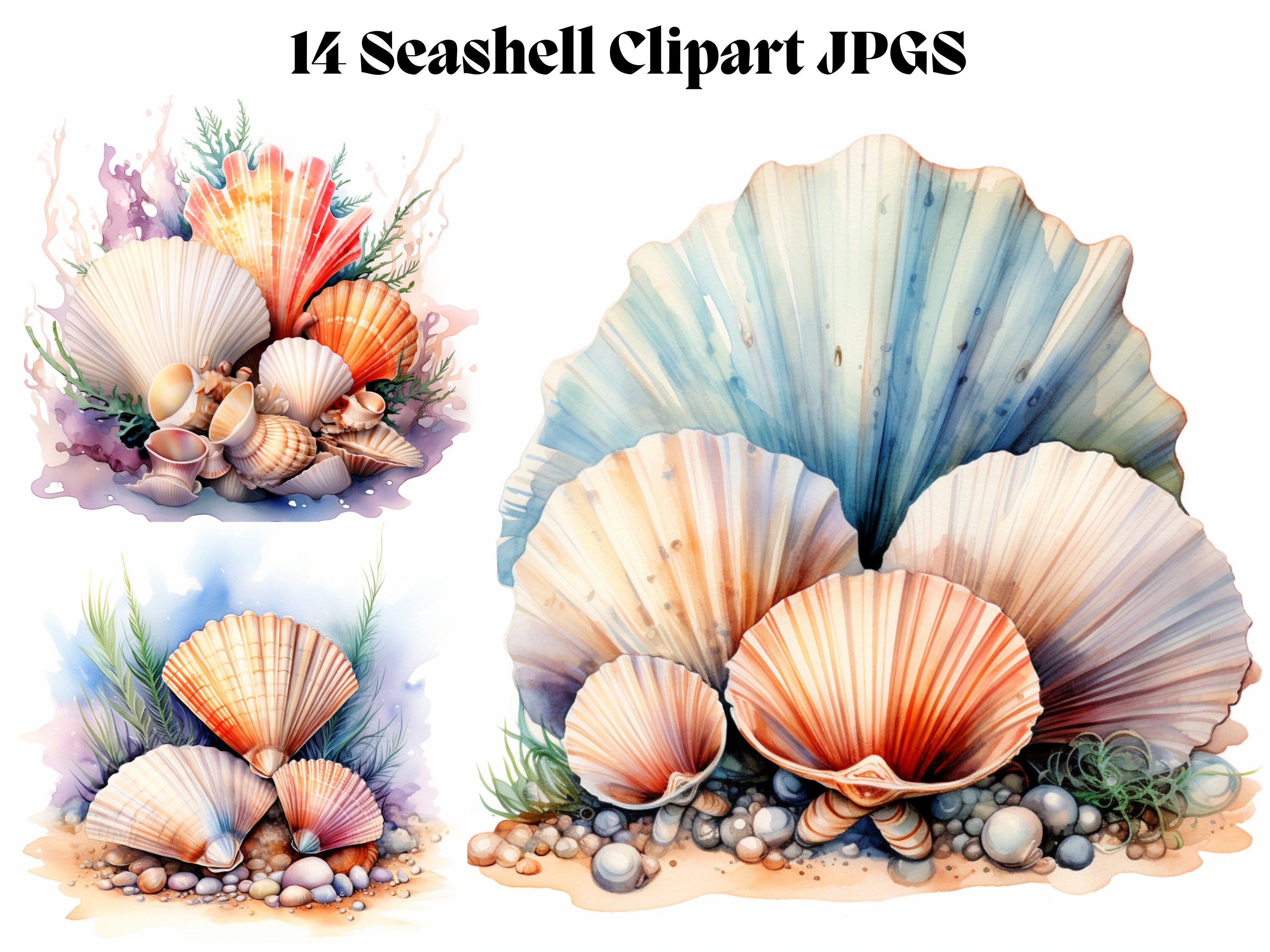 Watercolor Seashell Clipart - 14 High Quality Jpgs - Journal Book ...