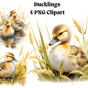 Duckling Clipart PNG Cute Yellow Duckling in Pond Ferns Cornstalk Bird ...