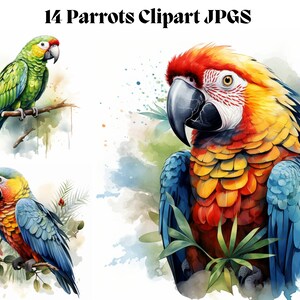 Watercolor Parrot Clipart - 14 Jpgs Watercolor Bird Clipart Cute Exotic ...