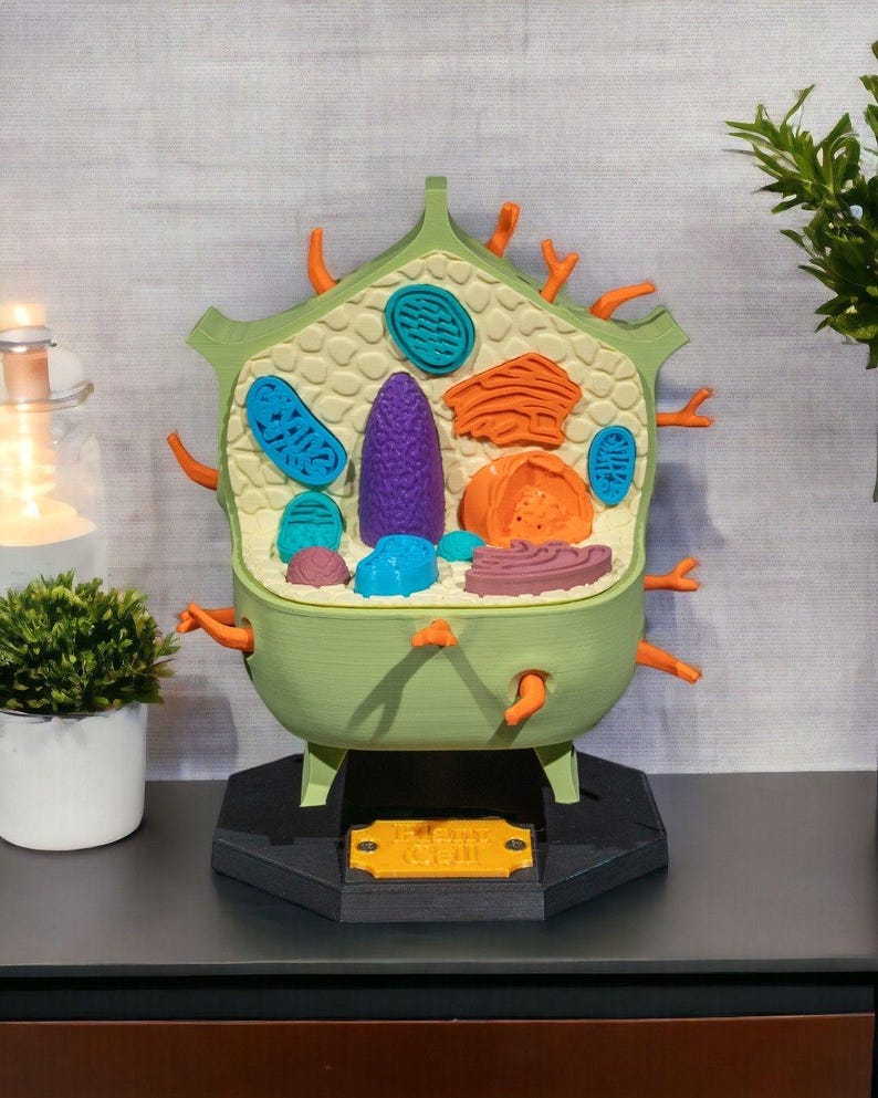 Plant Cell Anatomy Lifesize Plant Cell Plant Anatomy School Learning - Etsy