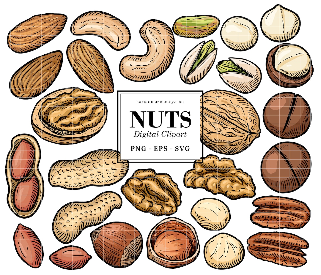 Nuts Cliparts, PNG, SVG, EPS Vector Graphics, Different Types of Nuts Clip Art, Hand Drawn ...