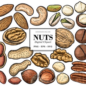 Nuts Cliparts, PNG, SVG, EPS Vector Graphics, Different Types of Nuts ...