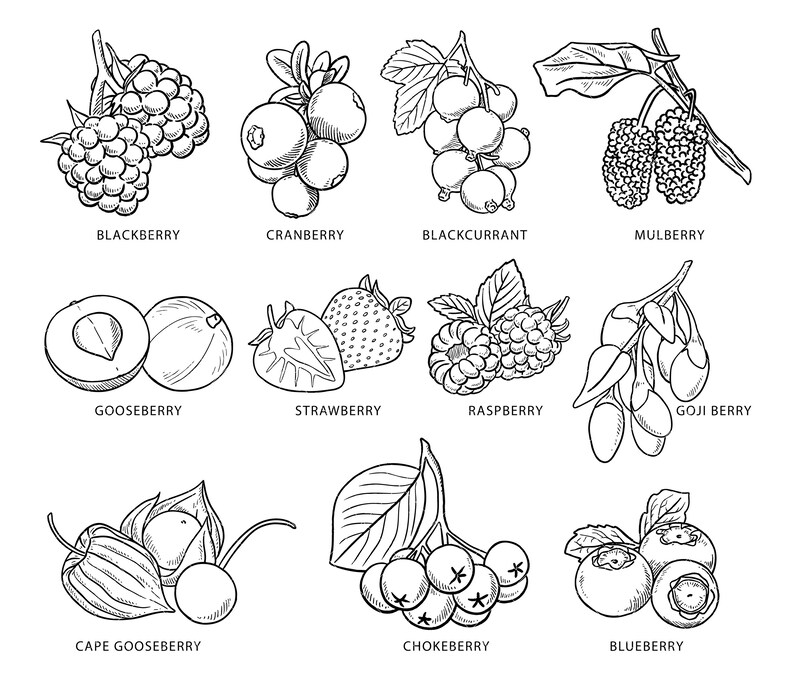 Berries Line Art Digital Clipart Illustrations, Black and White Hand ...