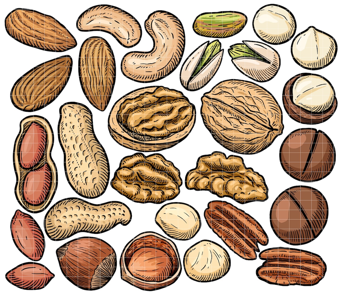 Nuts Cliparts, PNG, SVG, EPS Vector Graphics, Different Types of Nuts ...