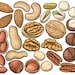 Nuts Cliparts, PNG, SVG, EPS Vector Graphics, Different Types of Nuts ...