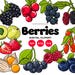 Berries Digital Clipart Illustrations, Hand Drawn Berry Fruits Vector ...
