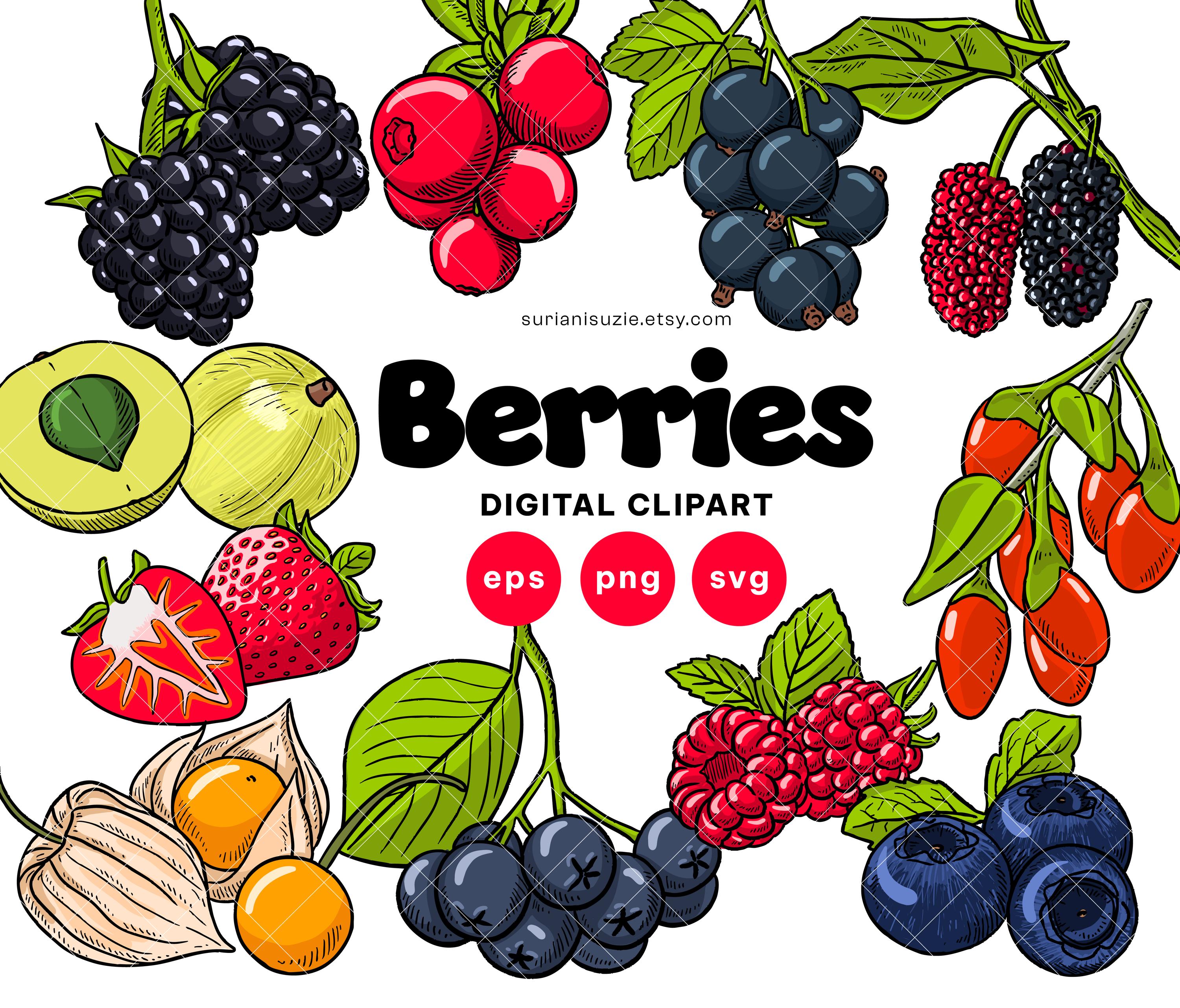 Berries Digital Clipart Illustrations, Hand Drawn Berry Fruits Vector ...