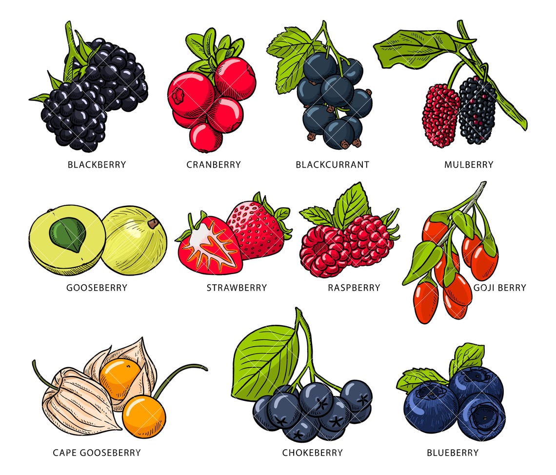 Berries Digital Clipart Illustrations, Hand Drawn Berry Fruits Vector ...