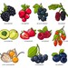 Berries Digital Clipart Illustrations, Hand Drawn Berry Fruits Vector ...