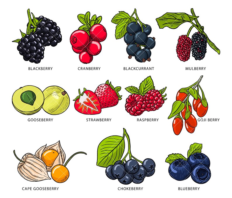 Berries Digital Clipart Illustrations, Hand Drawn Berry Fruits Vector ...