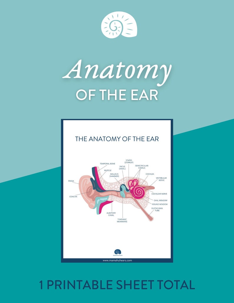PRINTABLE Anatomy of the Ear Diagram - Etsy
