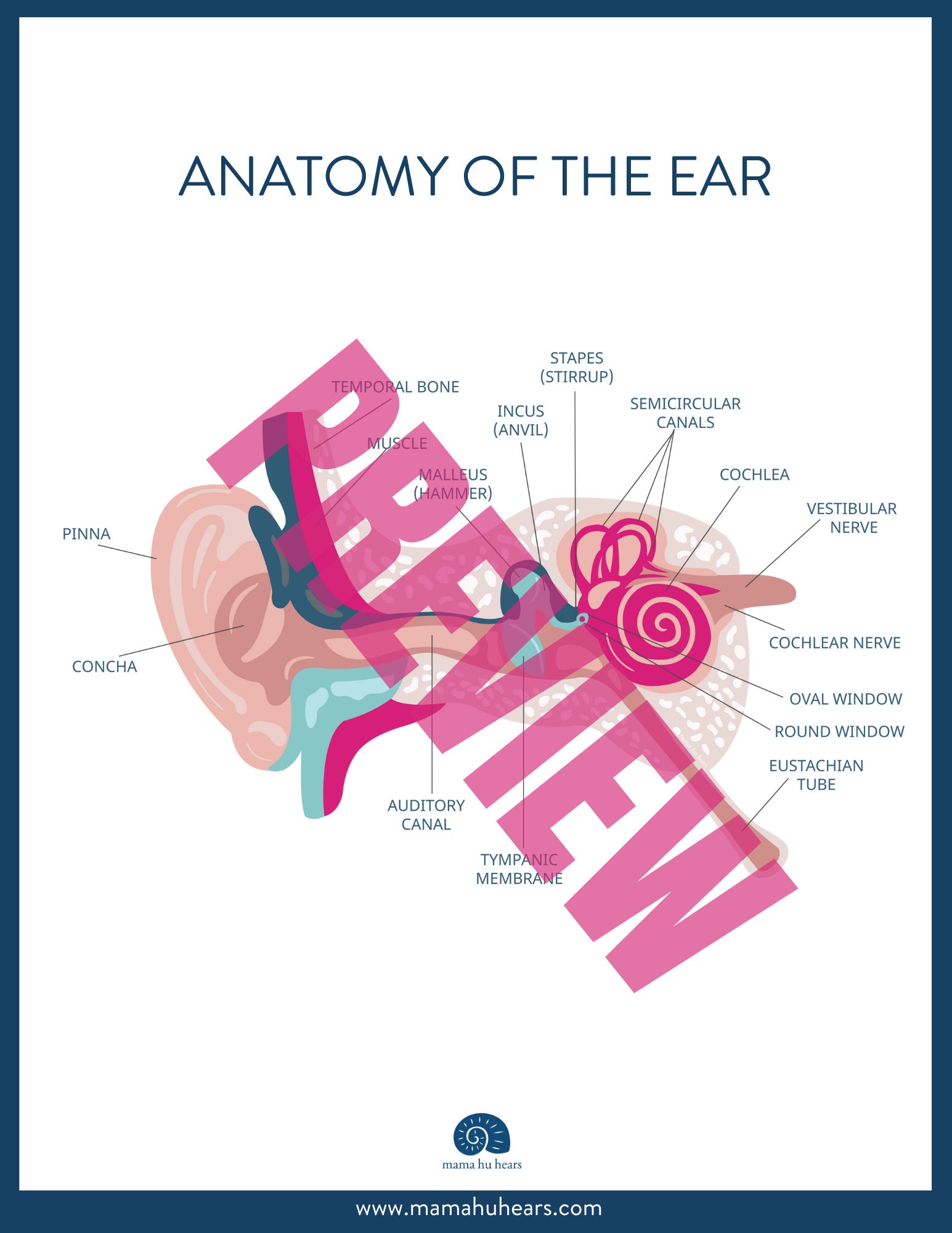 PRINTABLE Anatomy of the Ear Diagram - Etsy