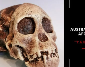 daeodon skull replica