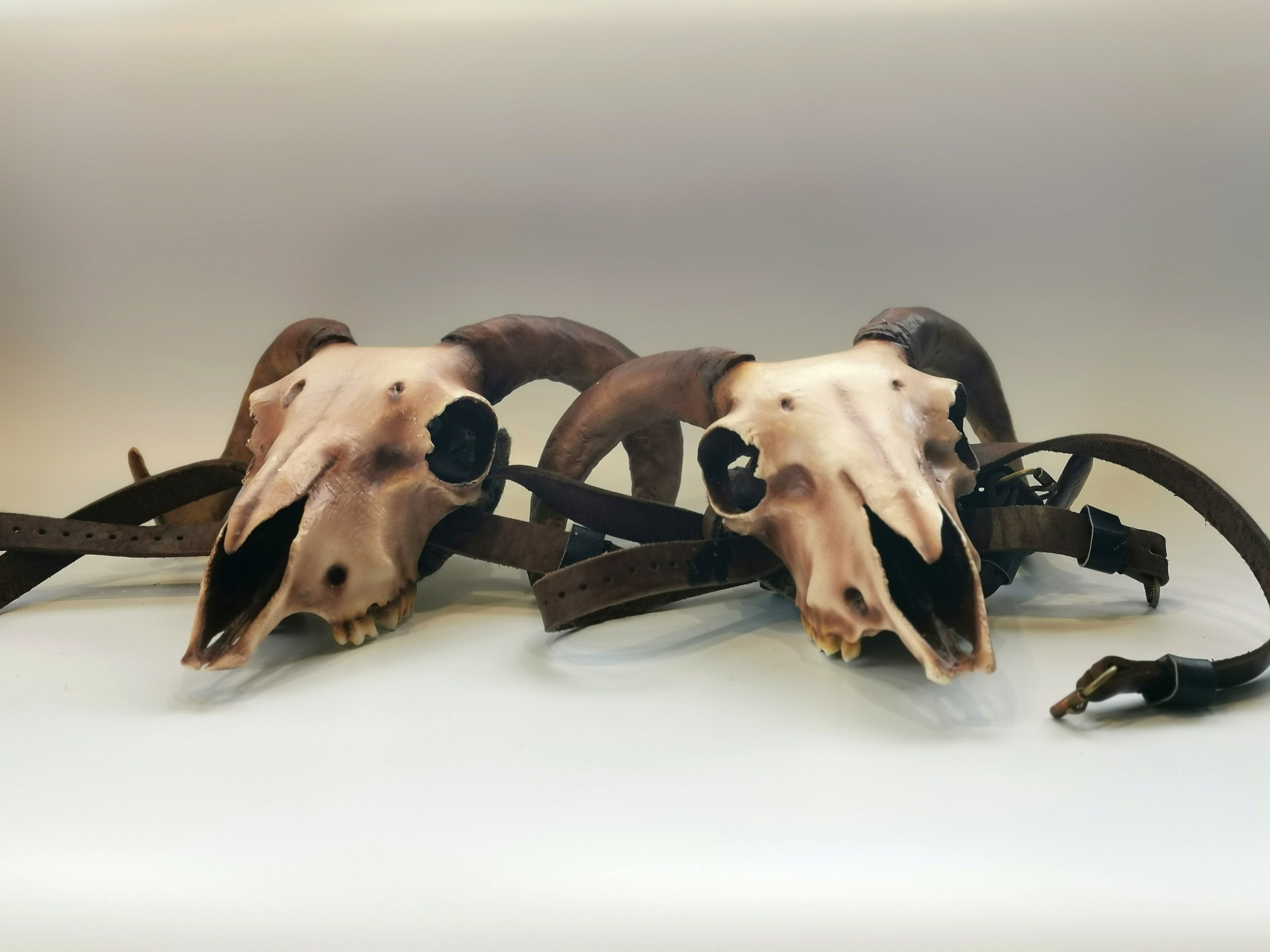 Ram Skull Pauldrons Shoulder Pads, Handmade Fantasy Viking Armor ...
