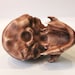 Homo Naledi Skull Replica of DH1 Find, 1:1 Life-size Fossil Model From ...