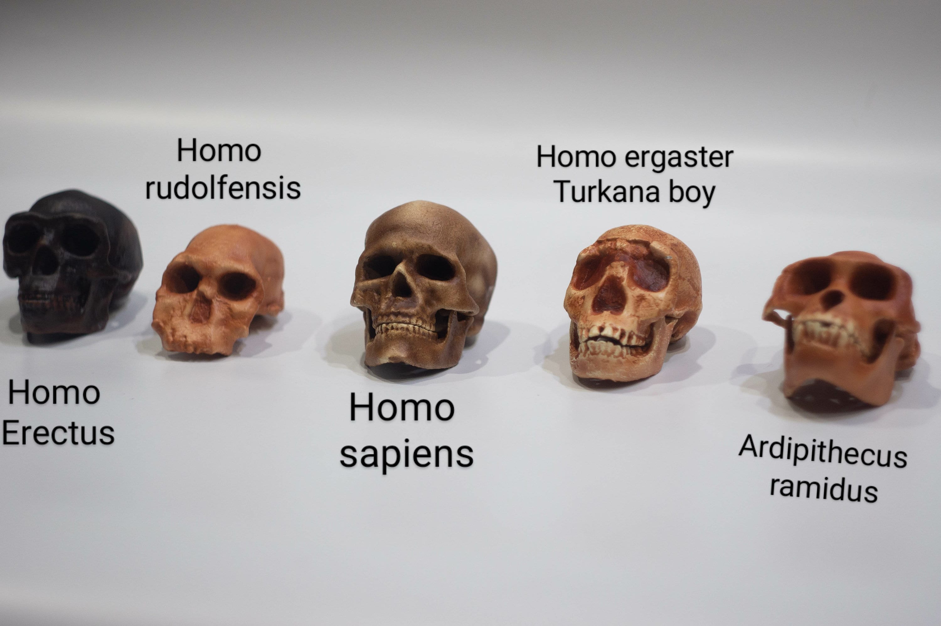 Small-sized Hominid Skull the Main Branch of Human Evolution, 3D ...