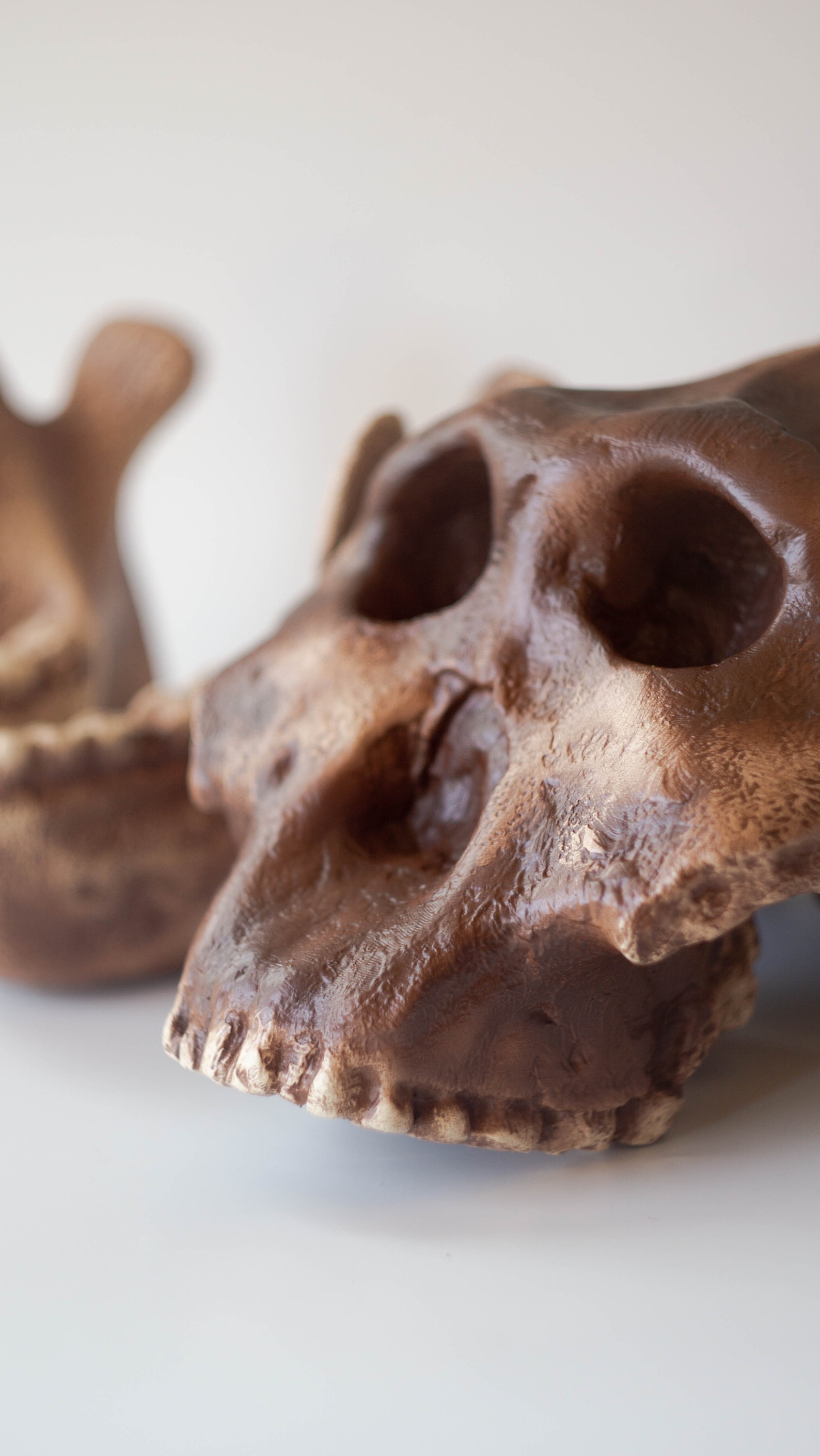 Australopithecus Boisei Skull Replica, Full-size 3d Printed Hominid ...