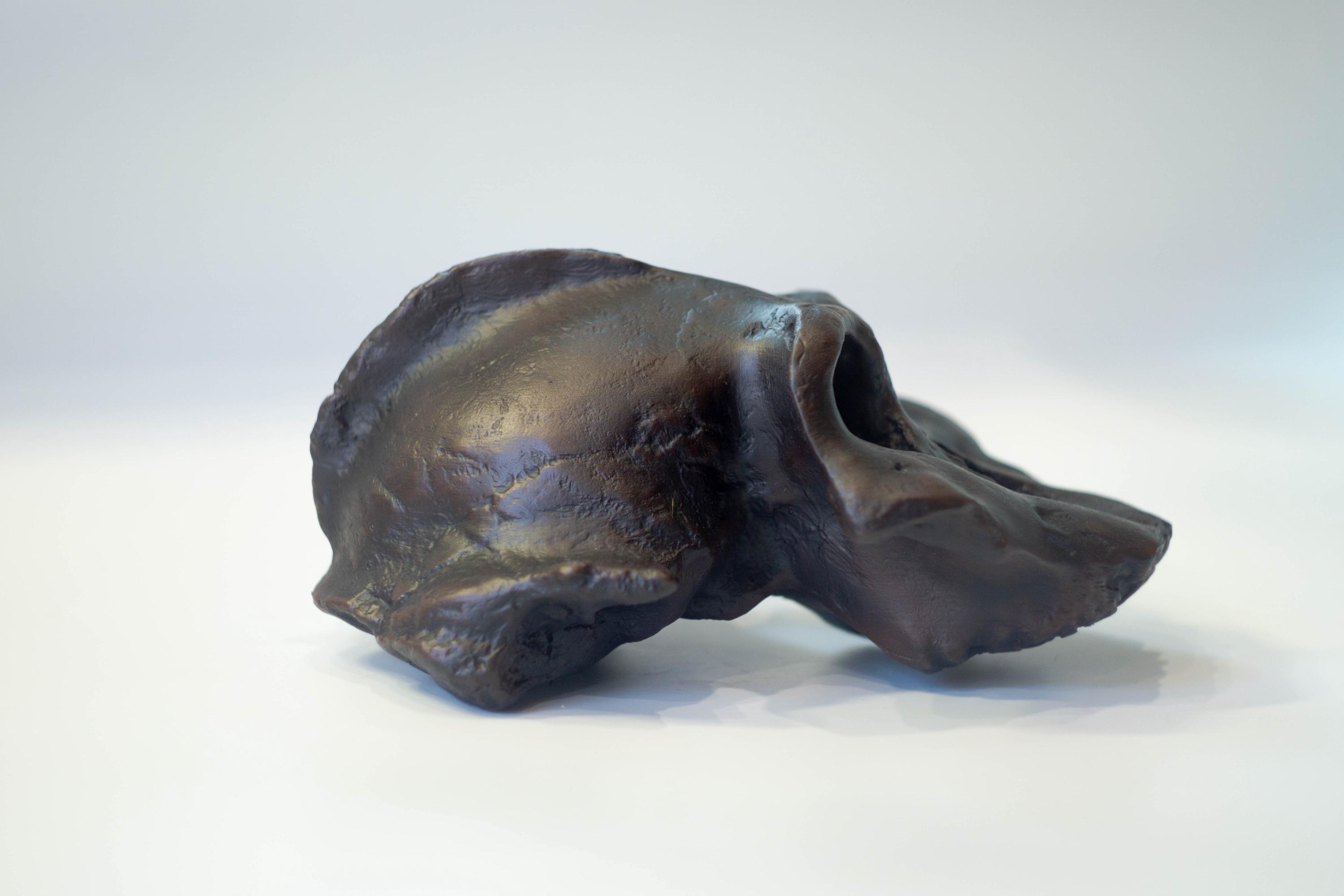 Paranthropus Aethiopicus Skull Replica, Prehistoric Fossil Collection ...