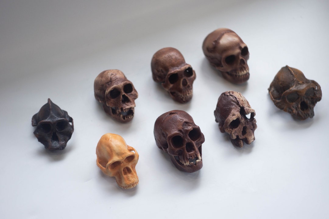 Small-sized Hominid Skull "the Deadlock Branch" of Human Evolution, 3D ...