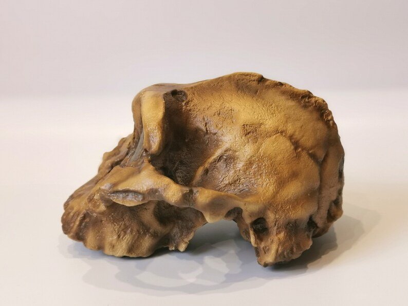 Paranthropus Boisei Skull Replica, Australopithecus Skull Replica ...