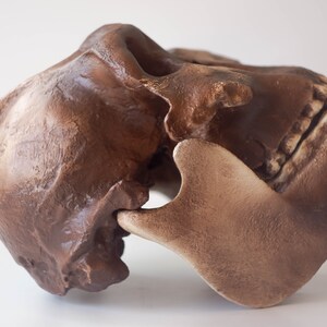 Australopithecus Boisei Skull Replica, Full-size 3d Printed Hominid ...