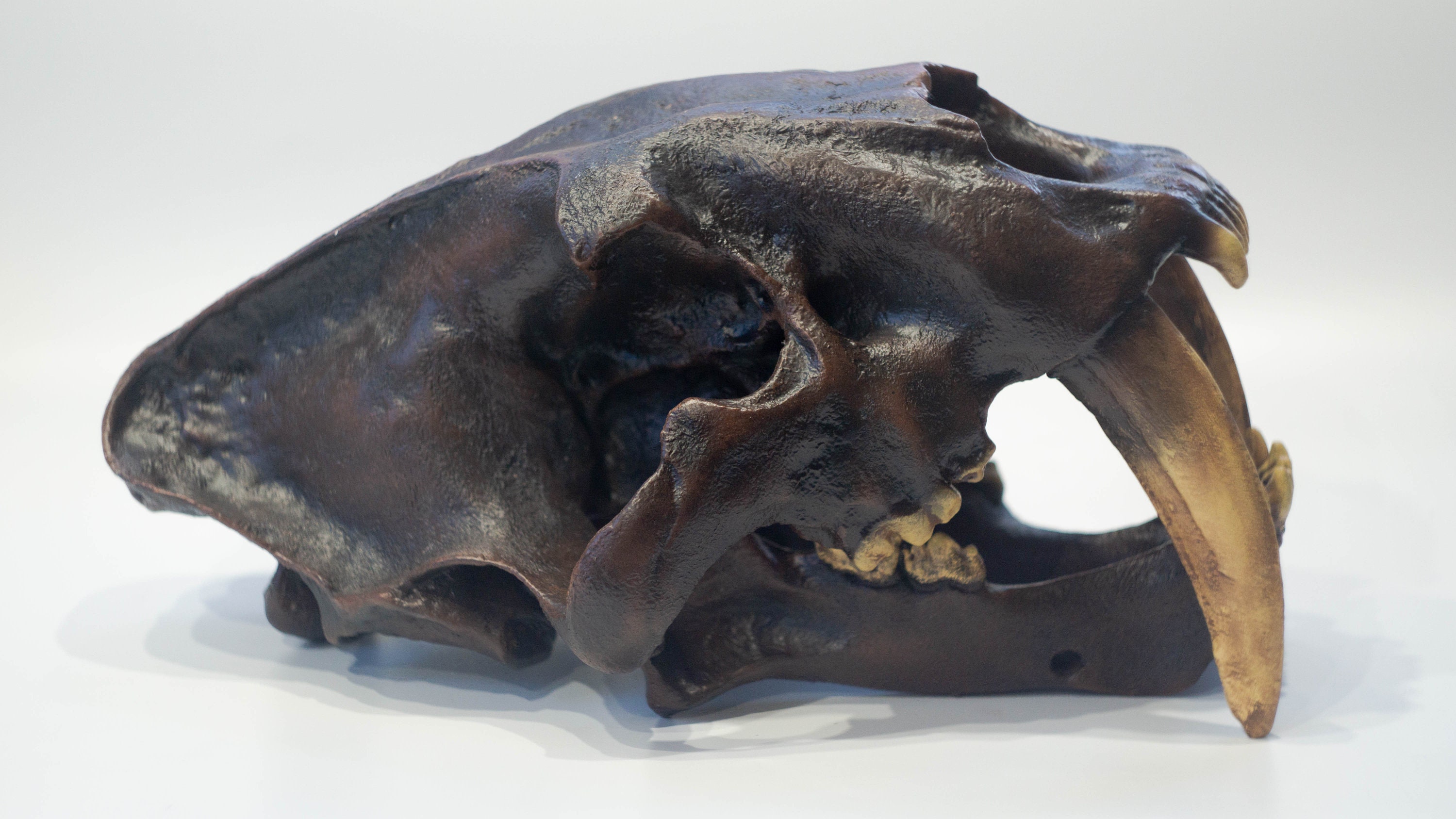 Smilodon Skull, Saber Tooth Tiger Anatomical Skull Replica, Animal ...