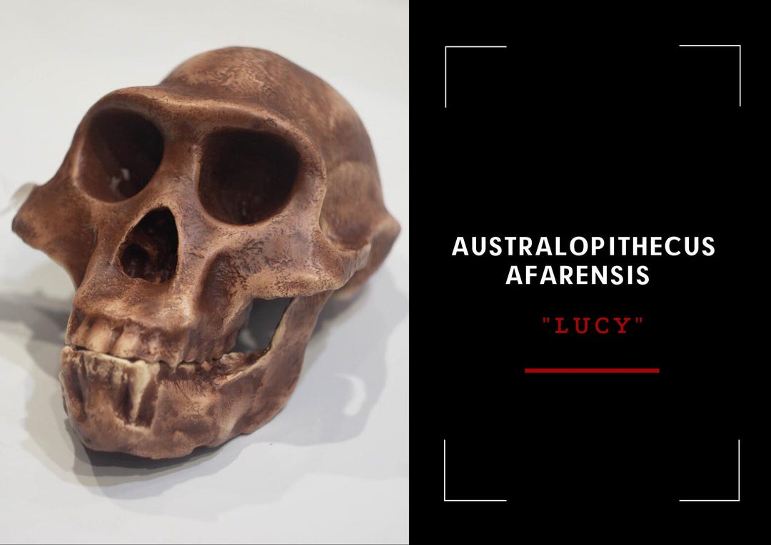 Australopithecus Afarensis Skull Replica, Lucy, Prehistoric Fossil ...
