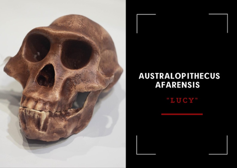 Australopithecus Afarensis Skull Replica, Lucy, Prehistoric Fossil Collection, Realistic Hominid ...
