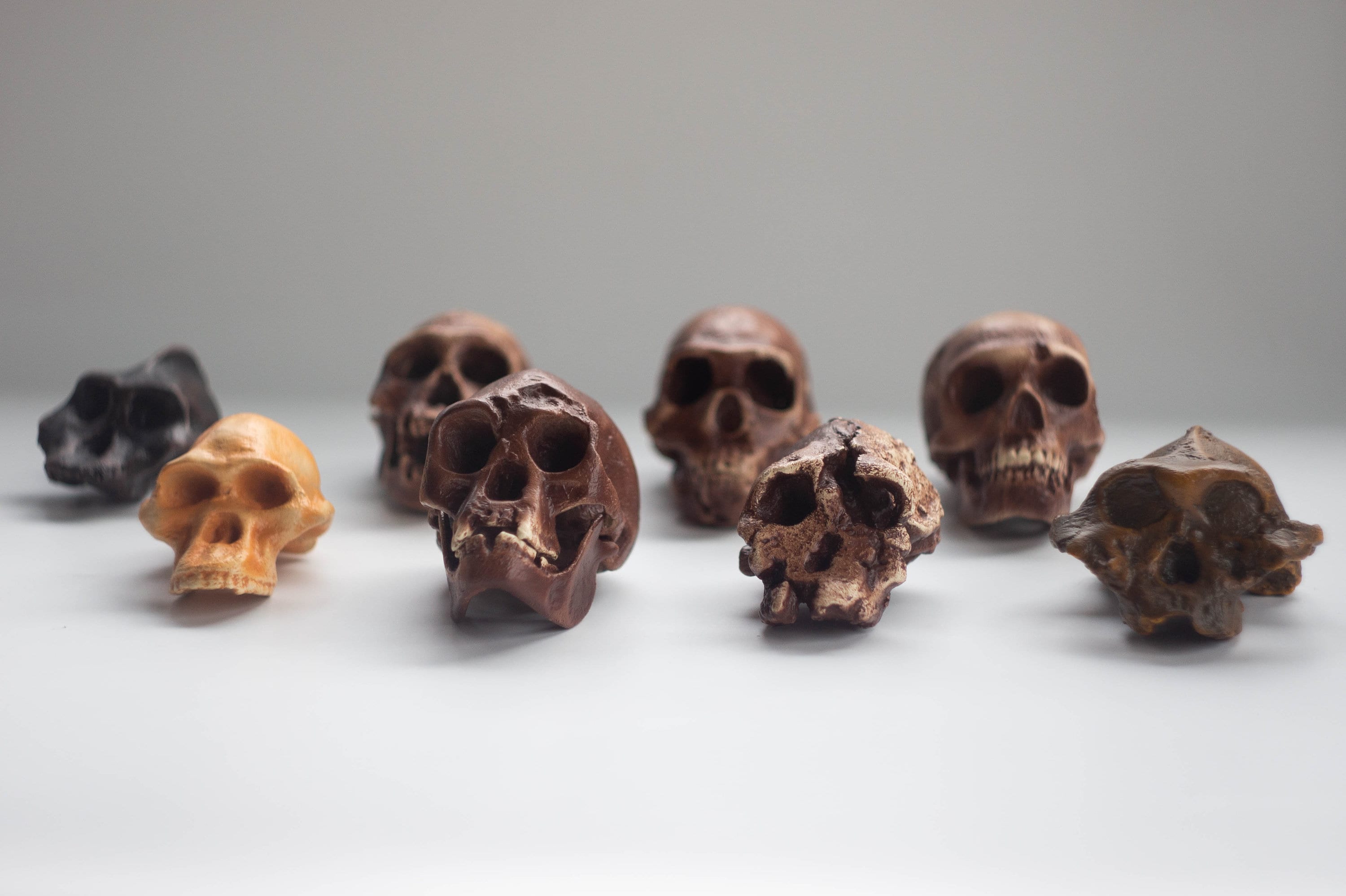 Small-sized Hominid Skull the Deadlock Branch of Human Evolution, 3D ...