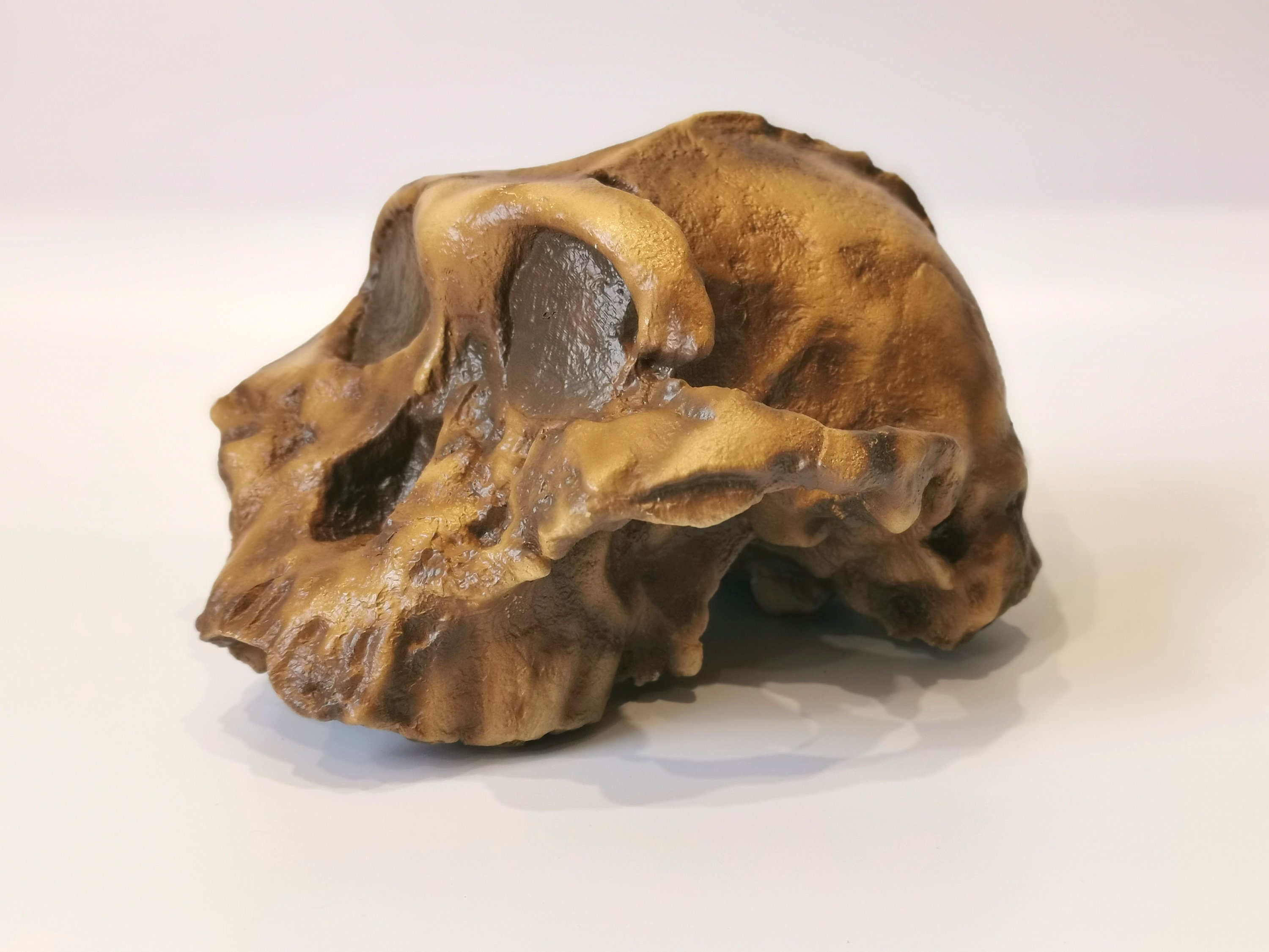 Paranthropus Boisei Skull Replica, Australopithecus Skull Replica ...