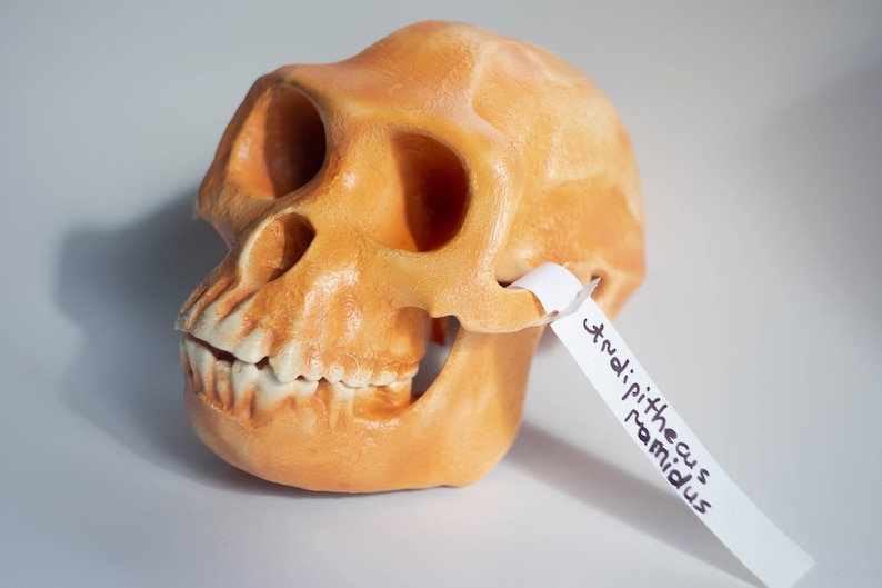 Ardipithecus Ramidus Skull Replica, Prehistoric Fossil Collection ...