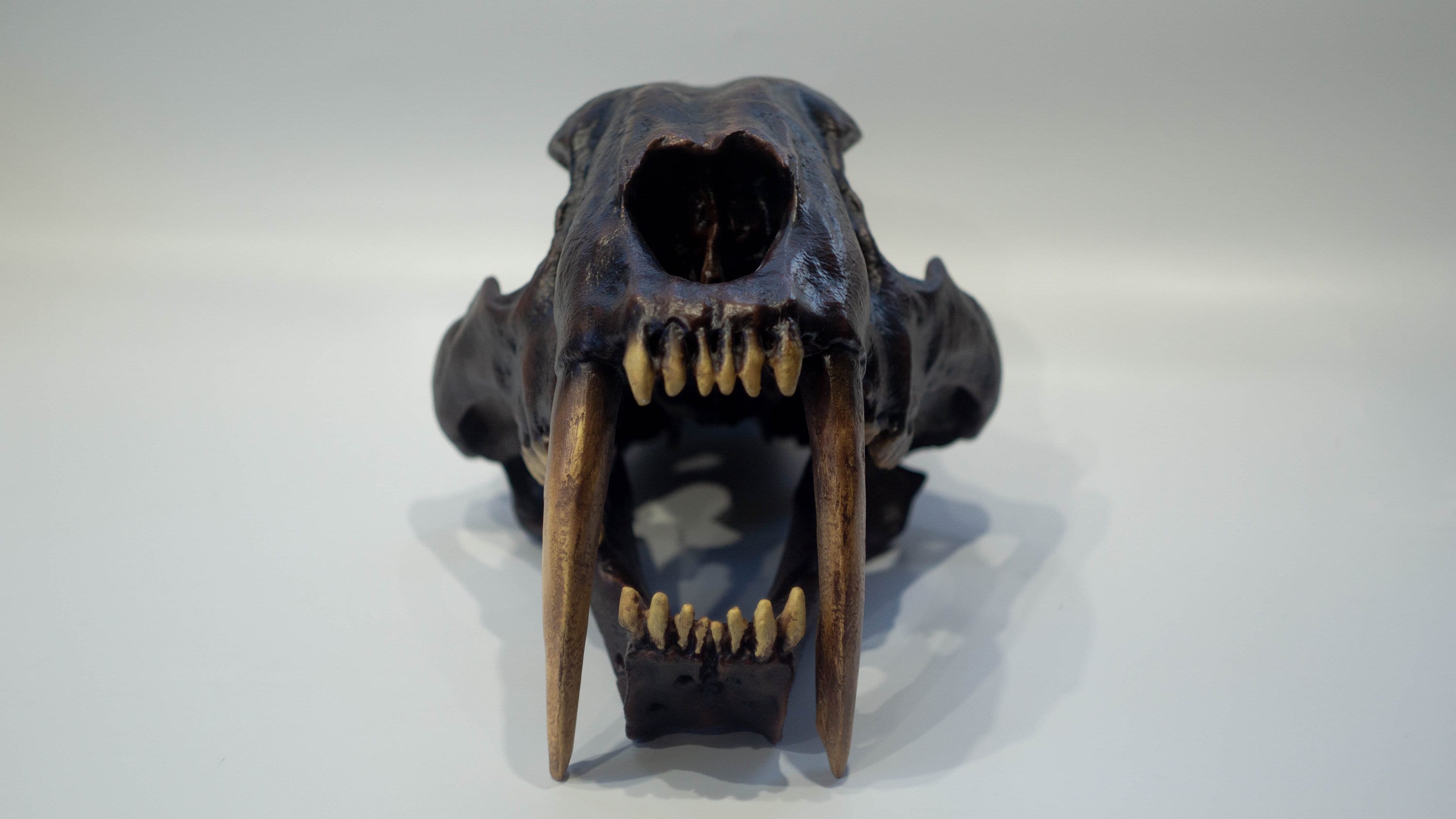 Smilodon Skull, Saber Tooth Tiger Anatomical Skull Replica, Animal ...