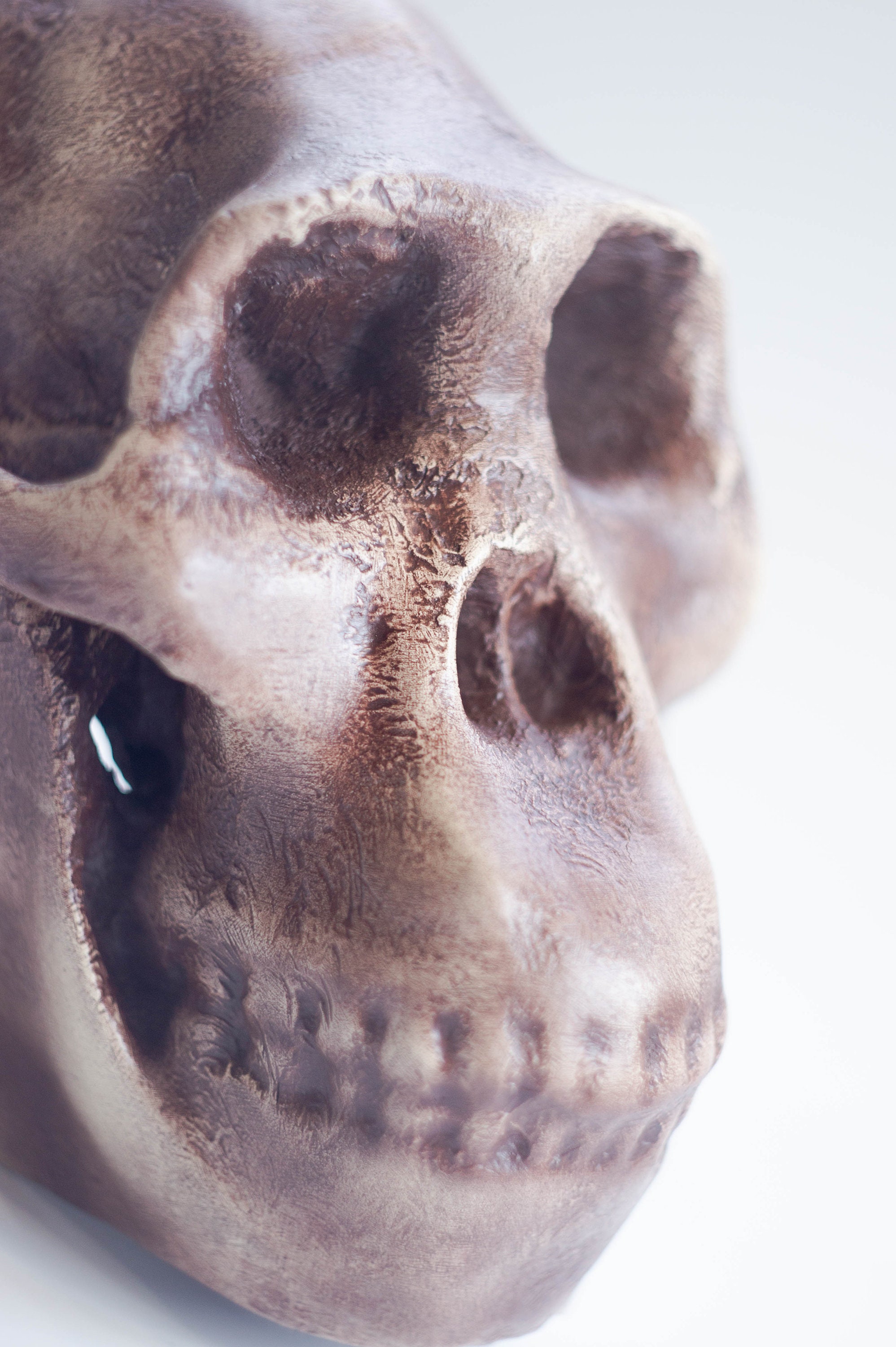 Australopithecus Africanus Skull Replica, Full-size 3d Printed Hominid ...