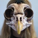 Homo Naledi Skull Replica of DH1 Find, Prehistoric Fossil Collection ...