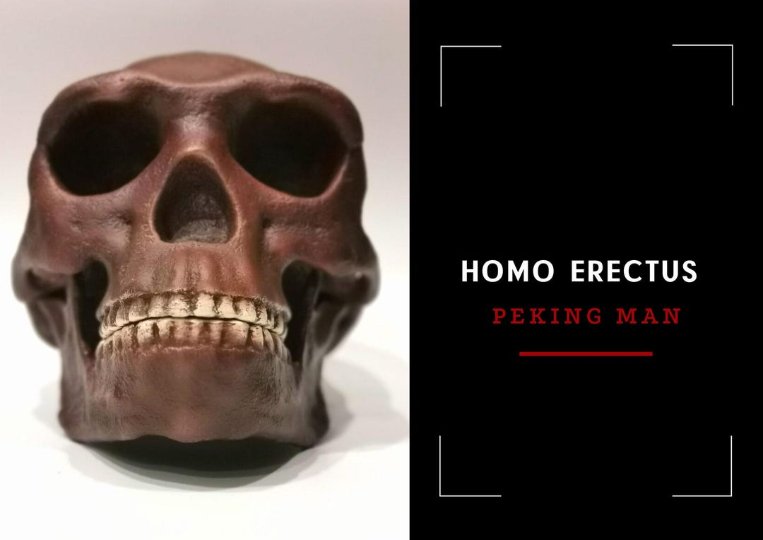 Homo Erectus Pekinensis Skull Replica, Prehistoric Fossil Collection ...