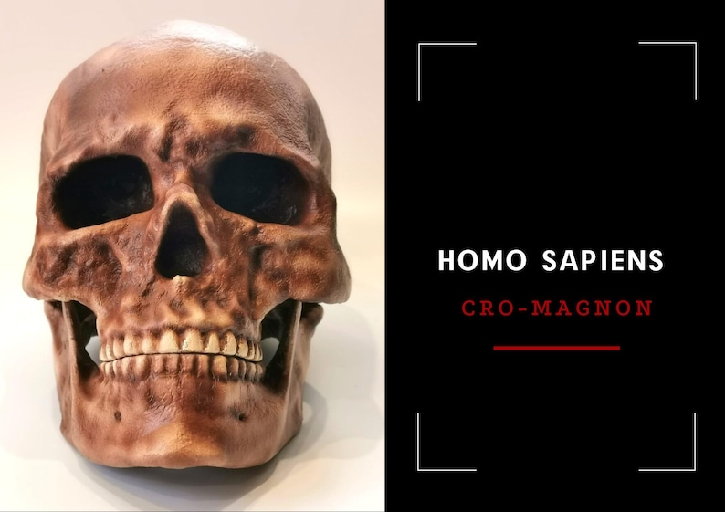 Homo Sapiens Cro-magnon Skull Replica, Prehistoric Fossil Collection ...