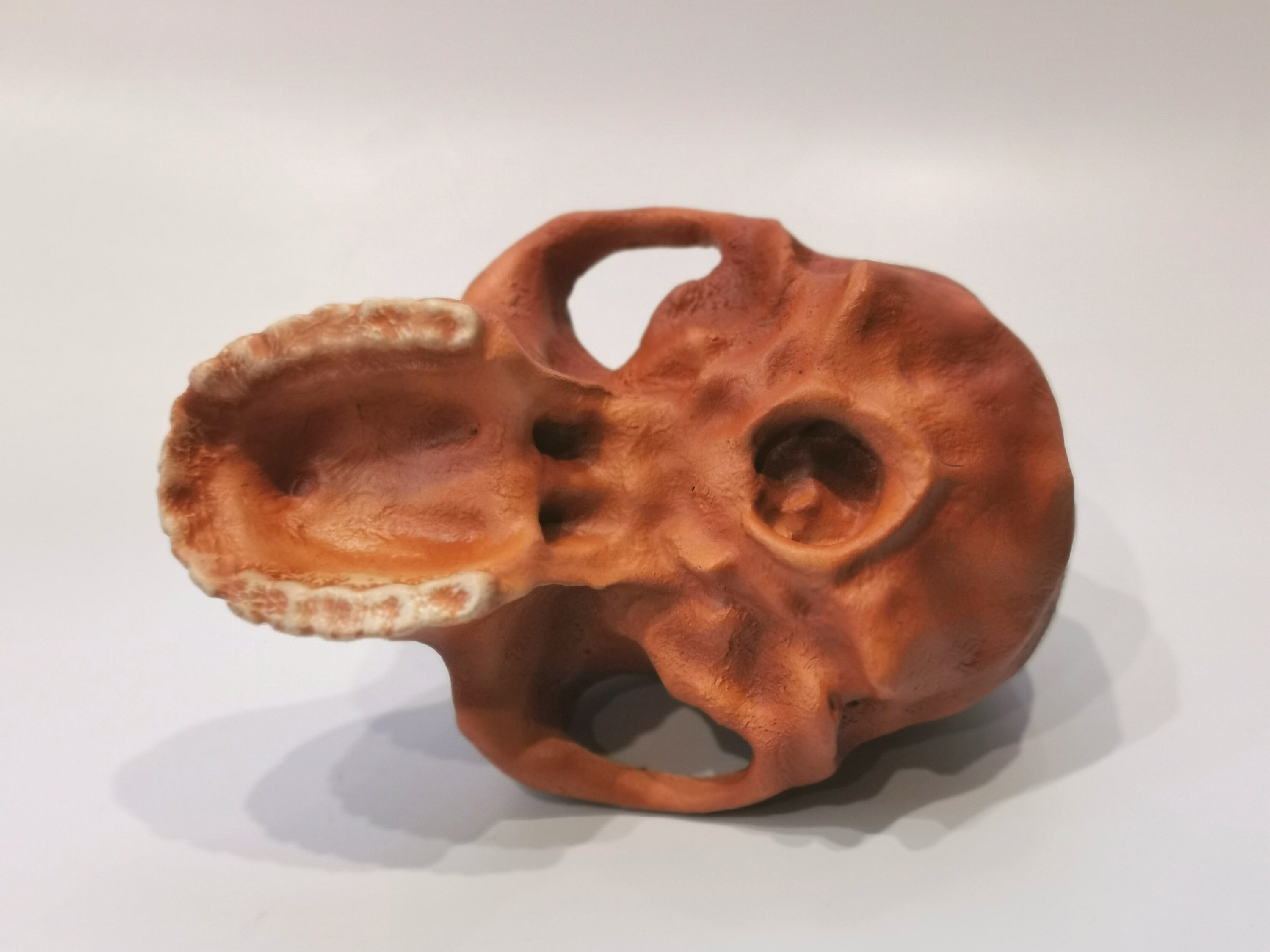 Australopithecus Africanus Skull Replica Full-size 3d Printed - Etsy