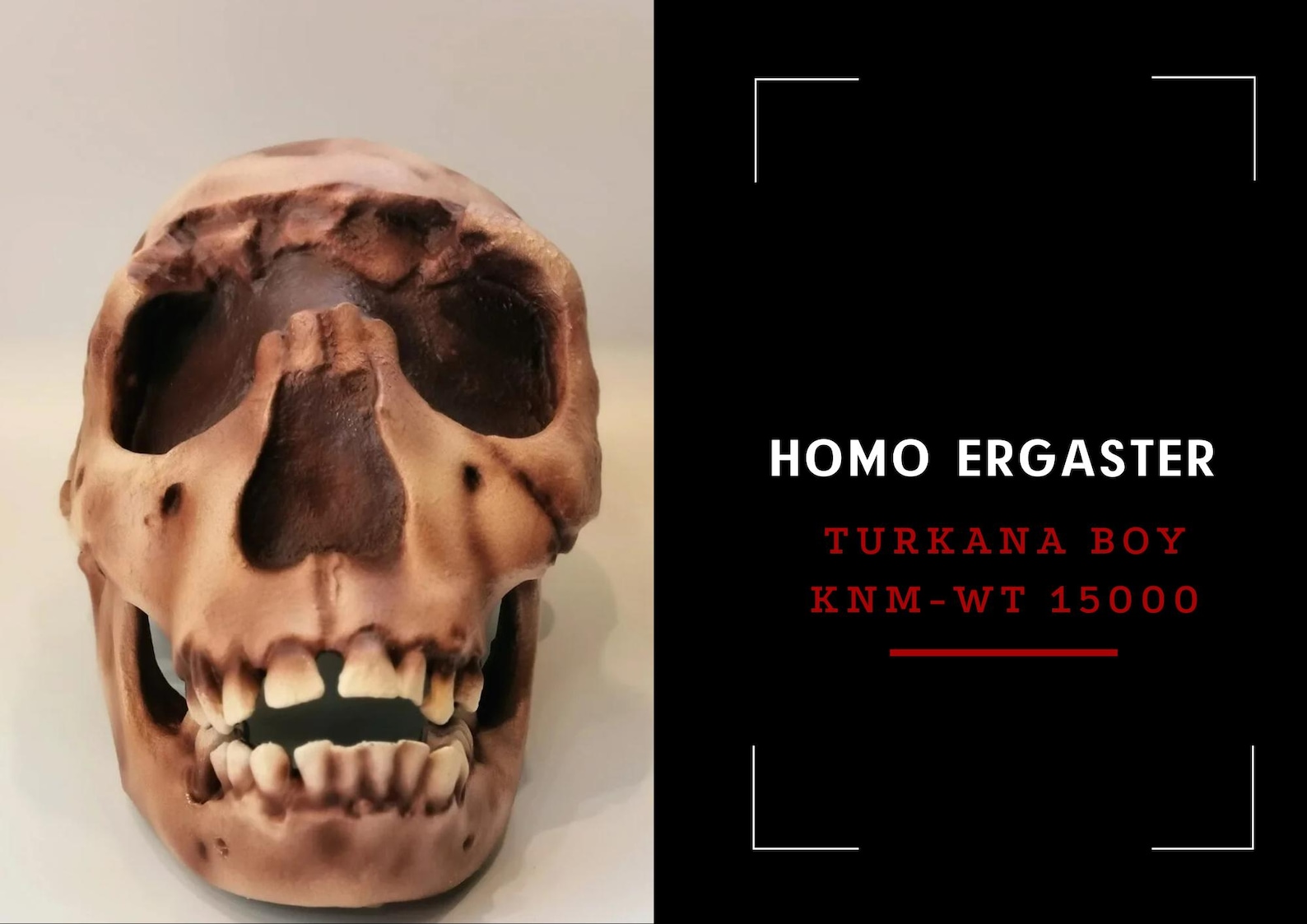 Homo Ergaster Skull Replica Turkana Boy, Prehistoric Fossil Collection ...