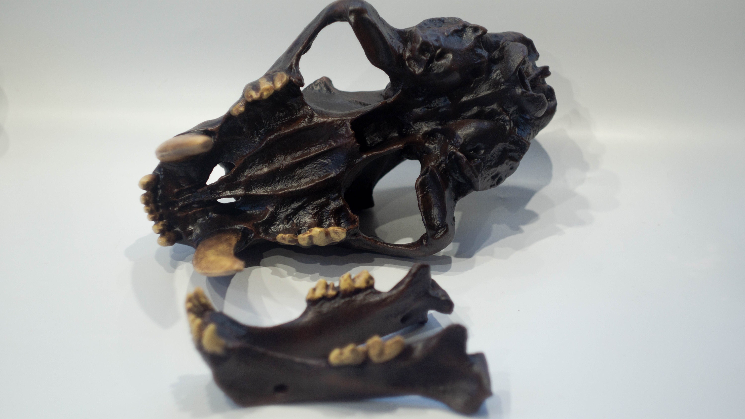 Smilodon Skull Replica 1:1 Life Size, Saber Tooth Tiger Anatomical ...
