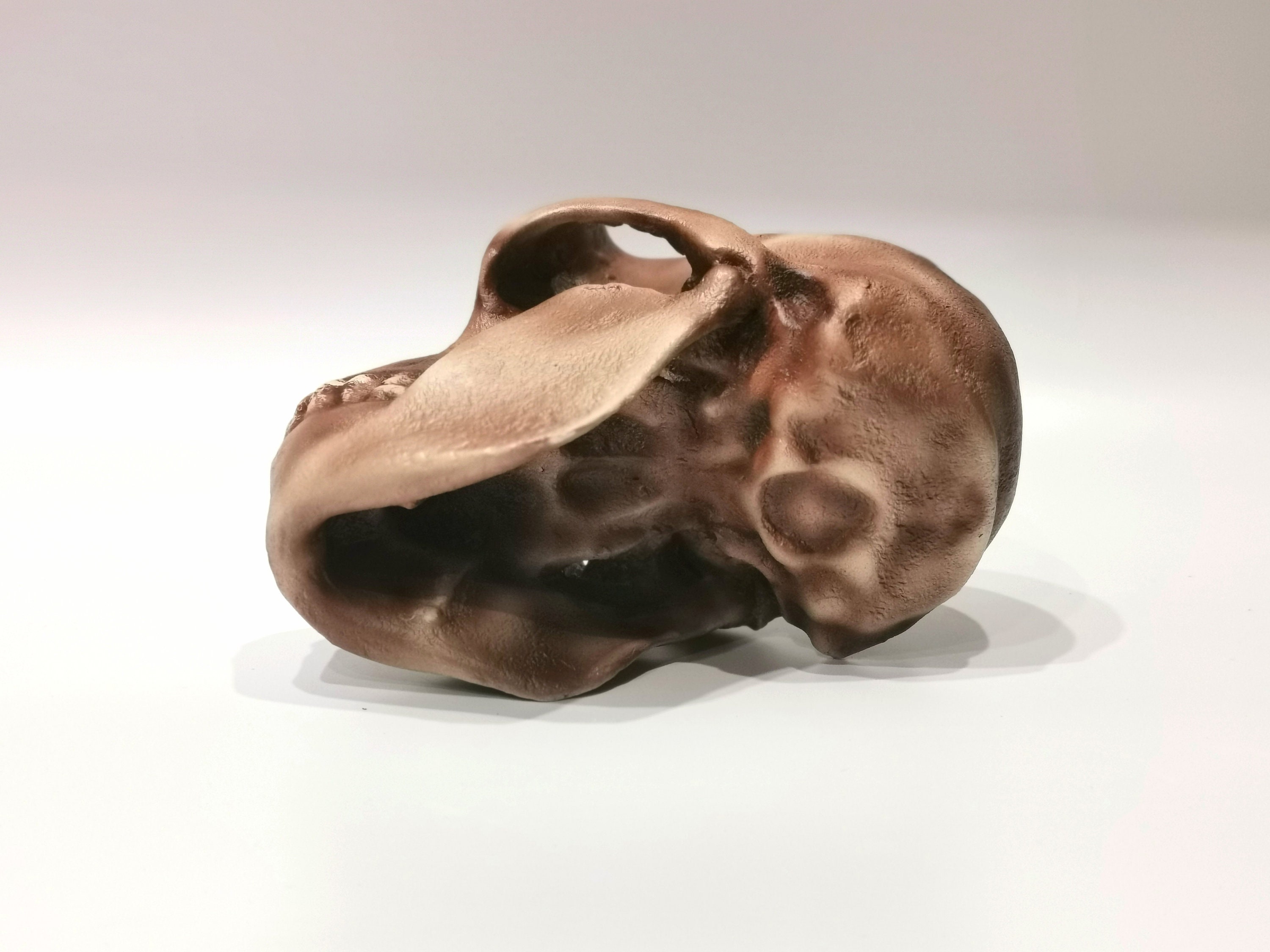 Australopithecus Africanus Skull Replica Full-size 3d Printed - Etsy