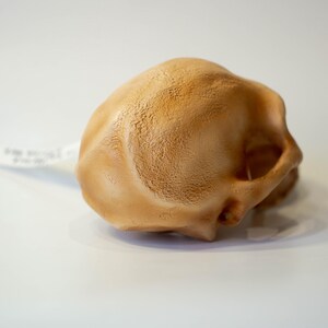 Australopithecus Africanus Skull Replica, Prehistoric Fossil Collection ...