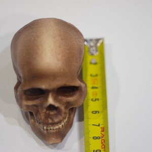 Small-sized Hominid Skull "the Main Branch" of Human Evolution, 3D ...