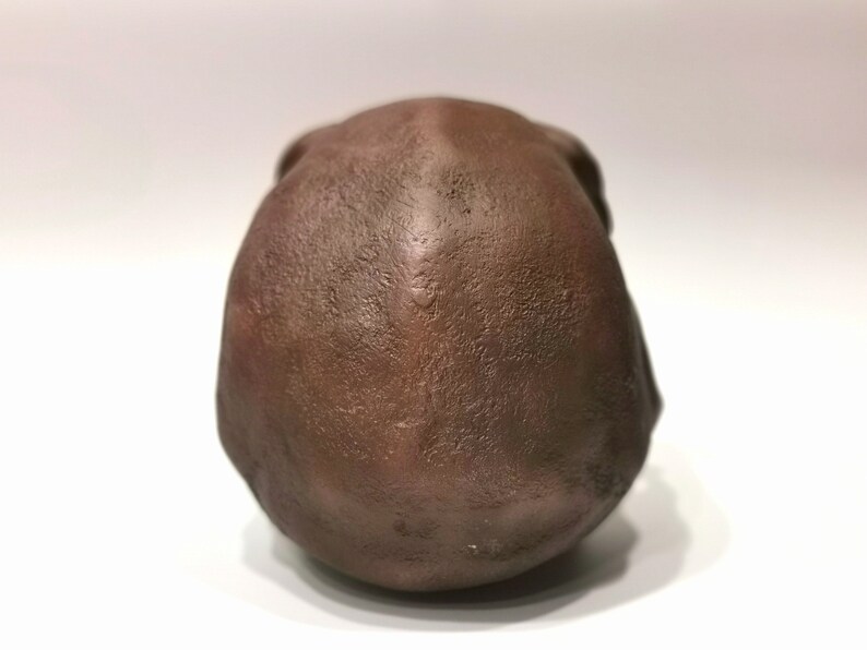 Homo Erectus Pekinensis Skull Replica, Prehistoric Fossil Collection ...