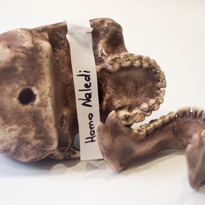 Homo Naledi Skull Replica Reconstruction, 1:1 Life-size Hominid Fossil ...