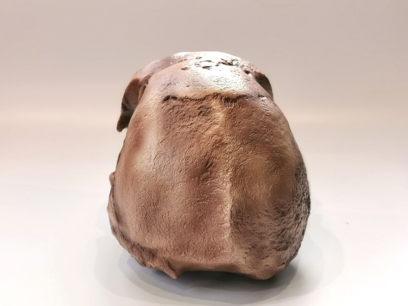 Homo Erectus Georgicus Skull Replica, Prehistoric Fossil Collection ...