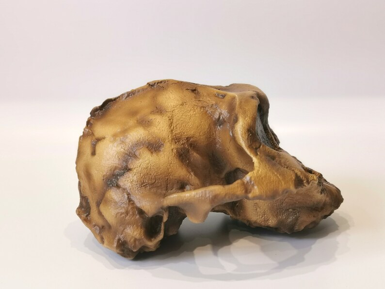 Paranthropus Boisei Skull Replica, Australopithecus Skull Replica ...