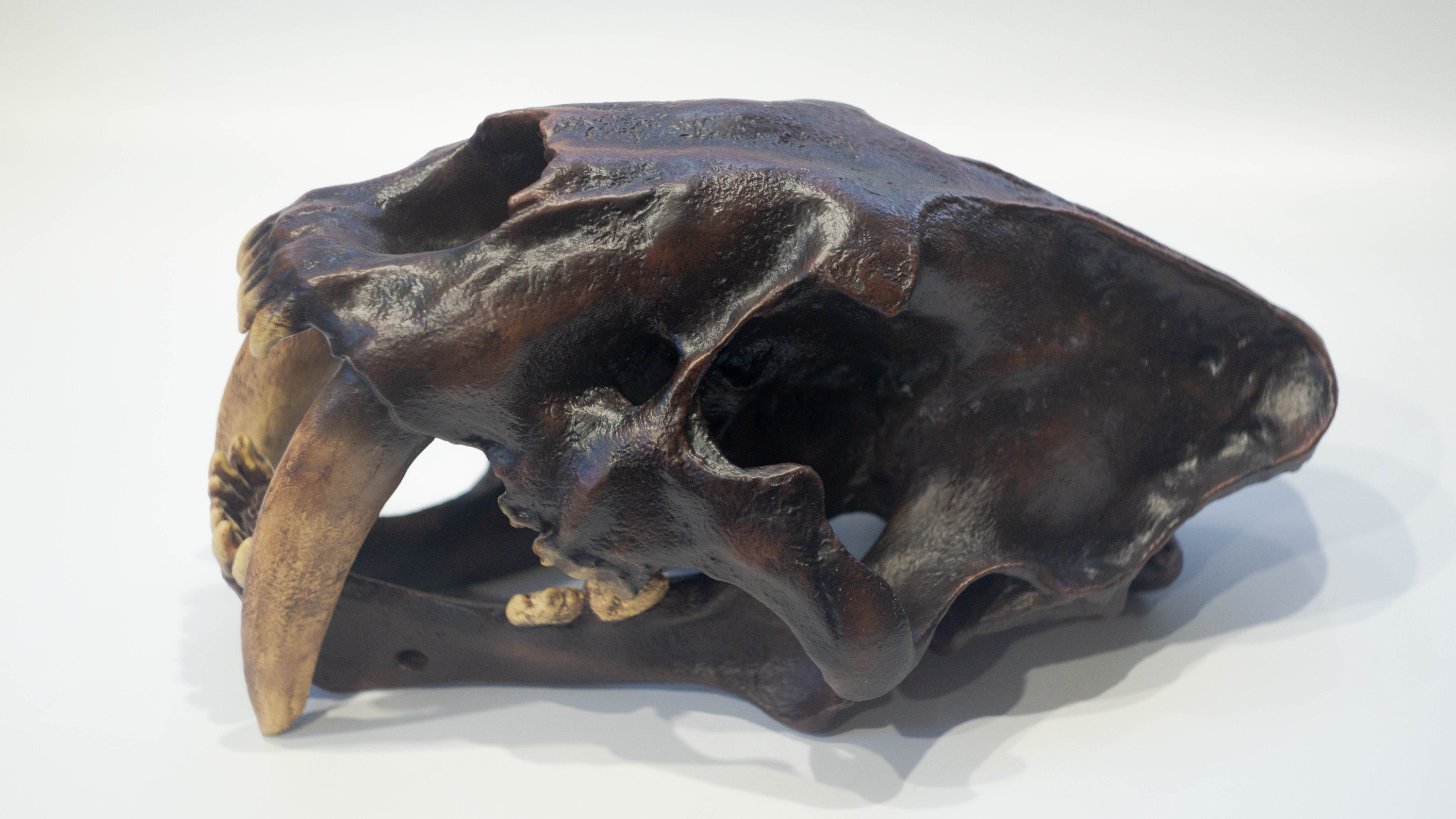 Smilodon Skull Replica 1:1 Life Size, Saber Tooth Tiger Anatomical ...