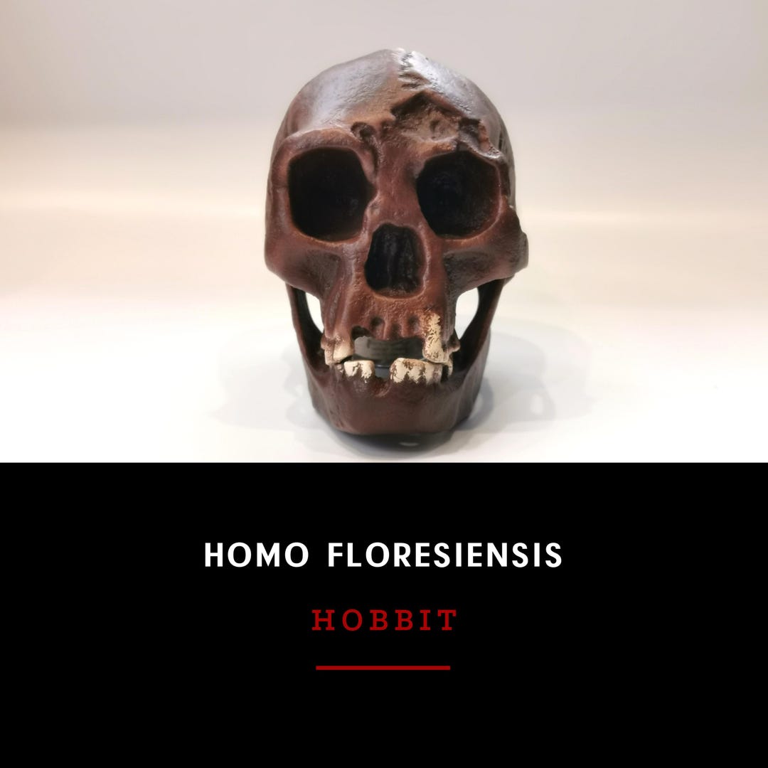 Homo Floresiensis Skull Replica (hobbit), Prehistoric Fossil Collection ...